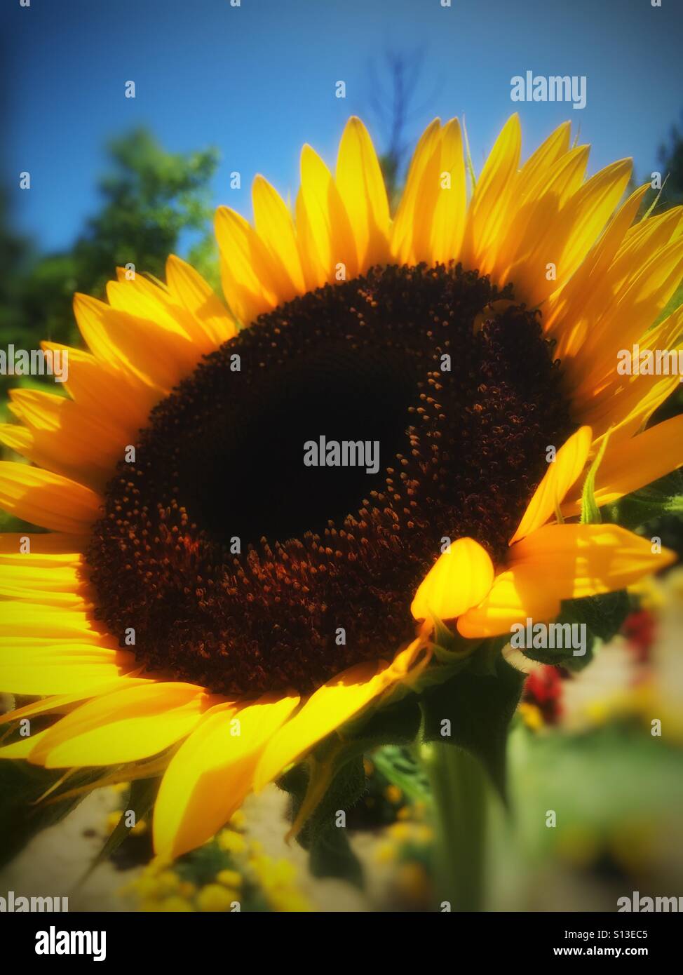 Most beautiful things hi-res stock photography and images - Alamy