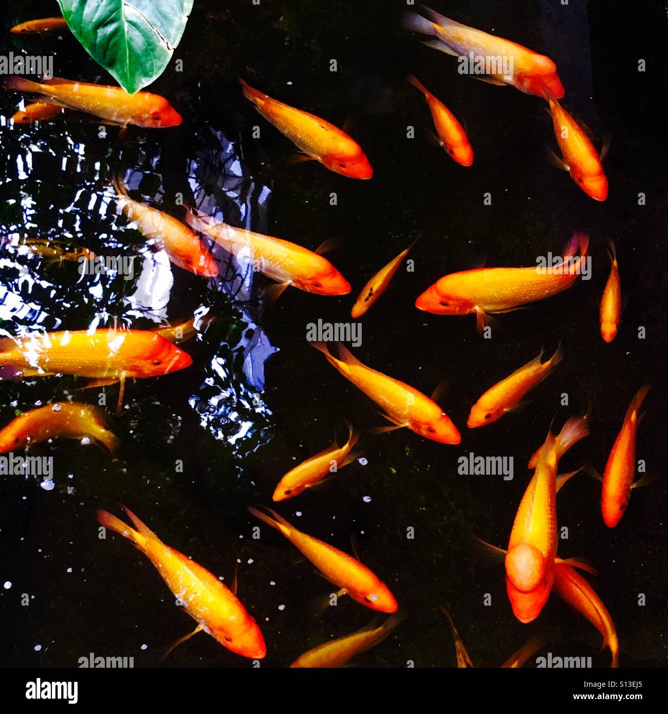 Pond goldfish swim hi-res stock photography and images - Alamy