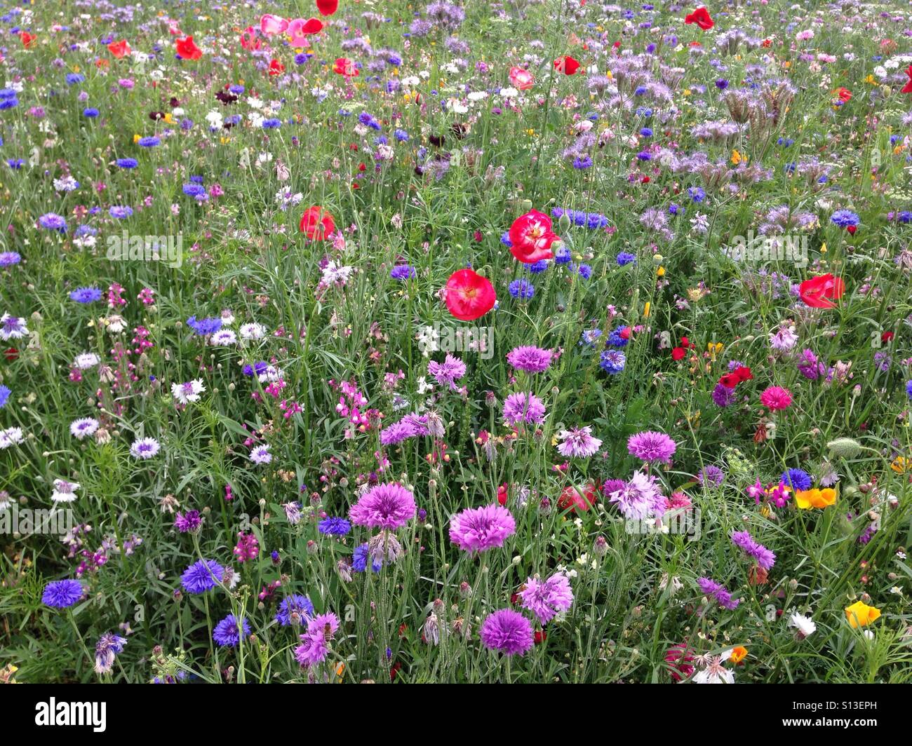Wild Flowers in bloom Stock Photo - Alamy
