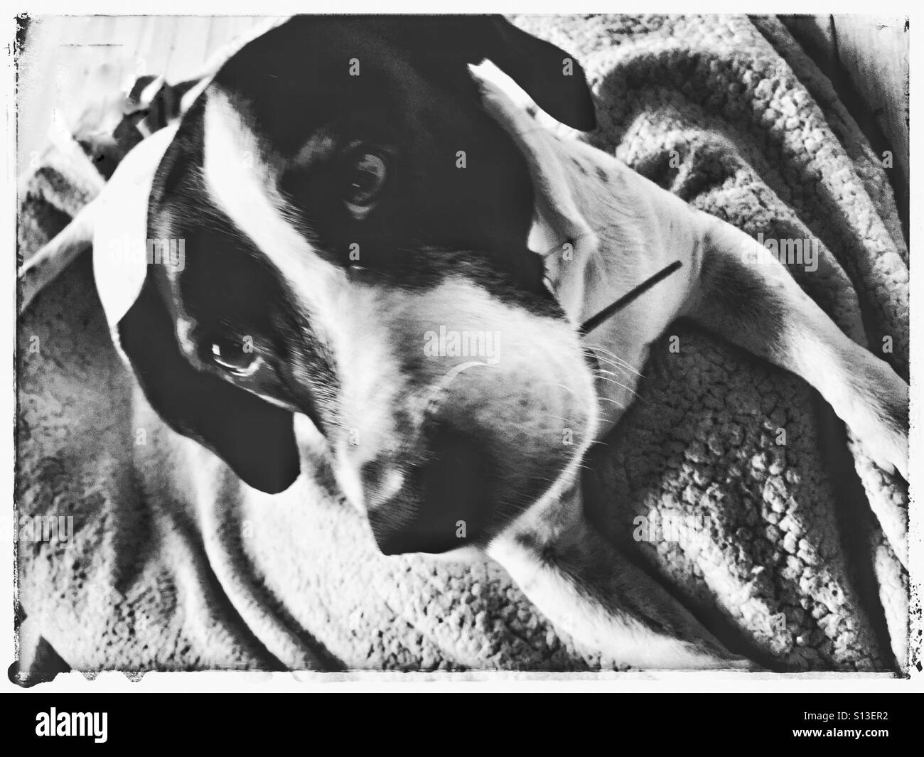 Springer cross hi-res stock photography and images - Alamy