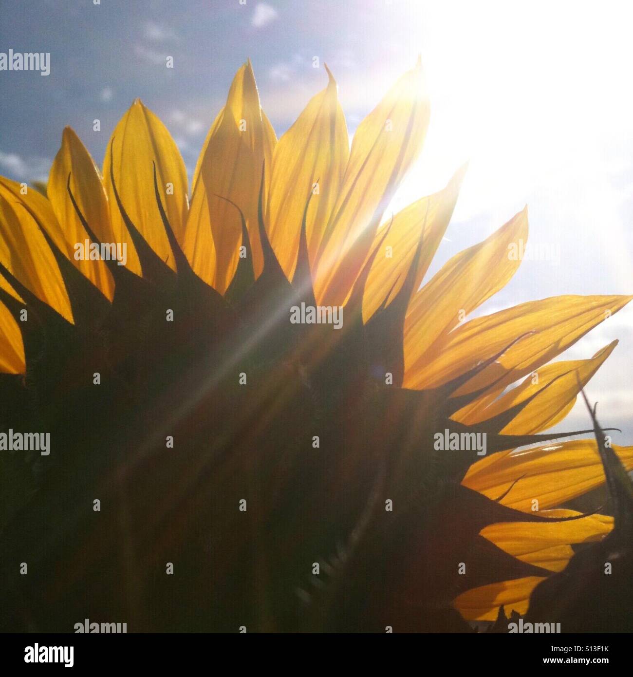 A sunflower is backlit by the sun Stock Photo - Alamy