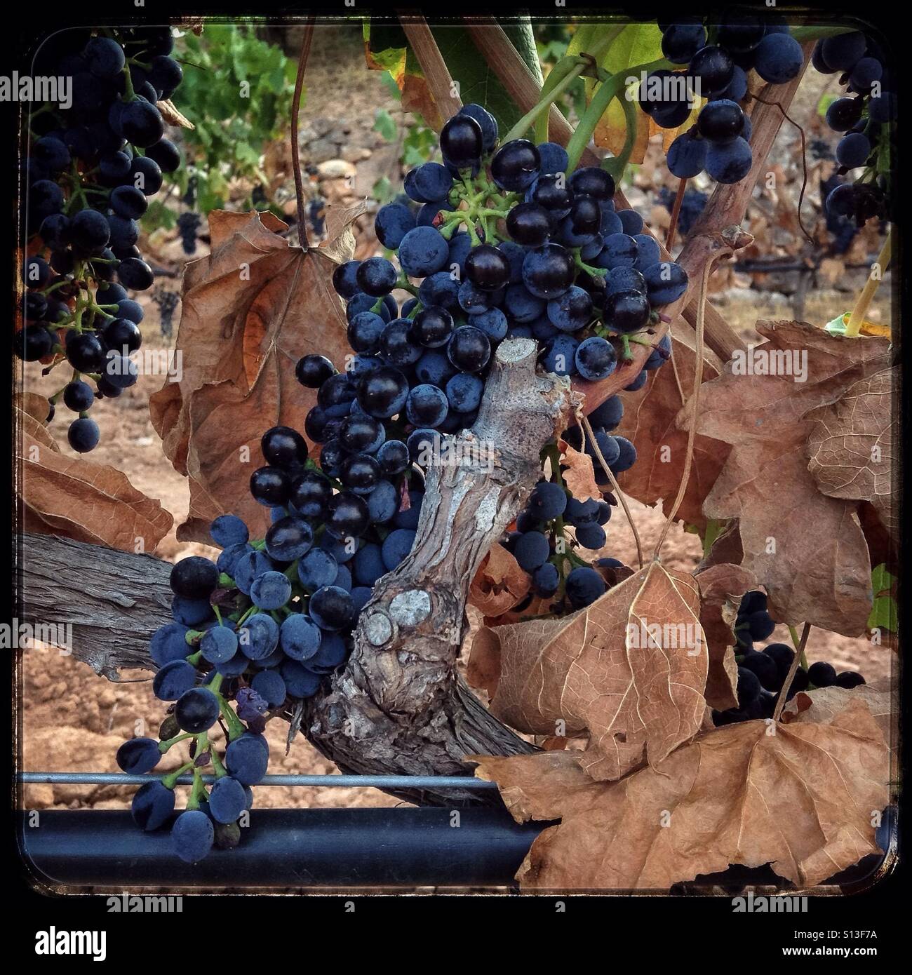 Vineyard spain drought hi-res stock photography and images - Alamy