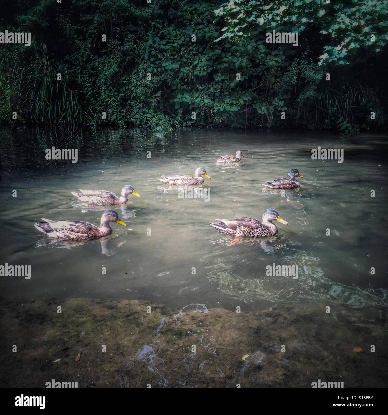 Stream and ducks hi-res stock photography and images - Alamy