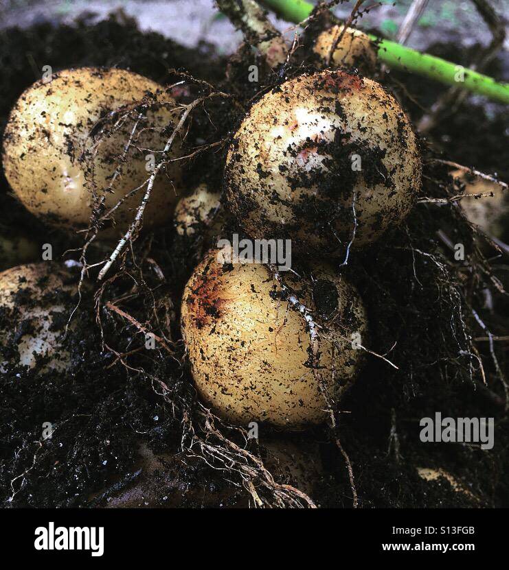 Potato roots dirt hi-res stock photography and images - Alamy