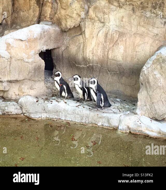 Penguin trio hi-res stock photography and images - Alamy