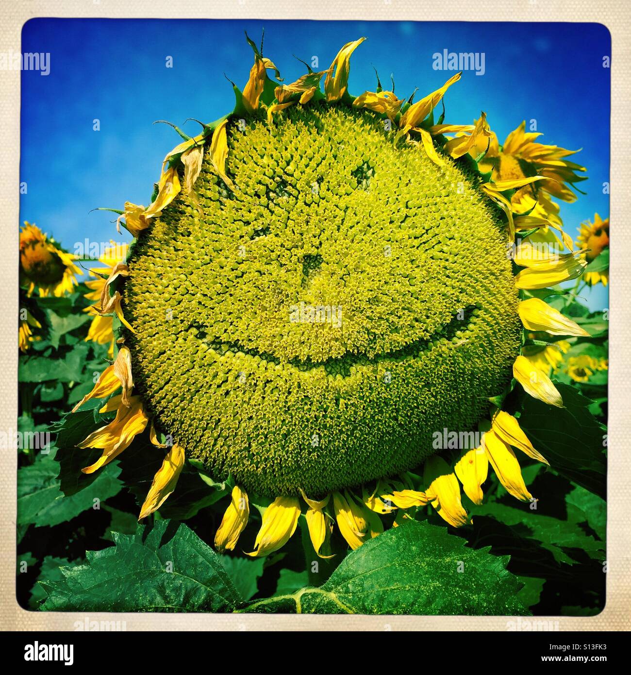 Sunflower smile hi-res stock photography and images - Alamy
