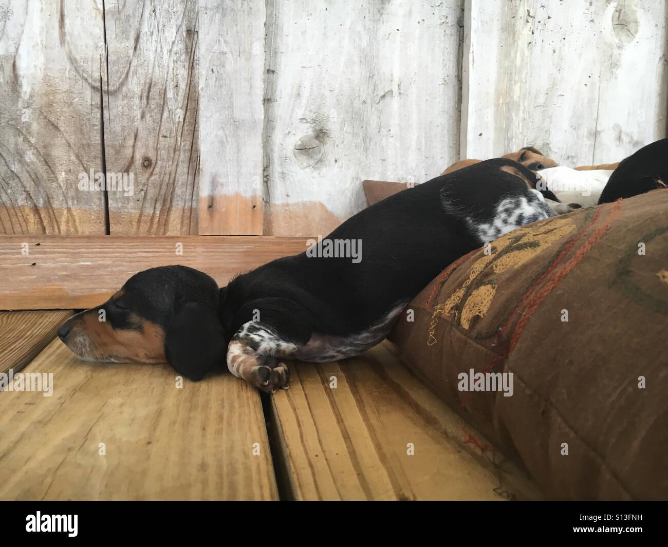 Tired Puppy High Resolution Stock Photography and Images - Alamy