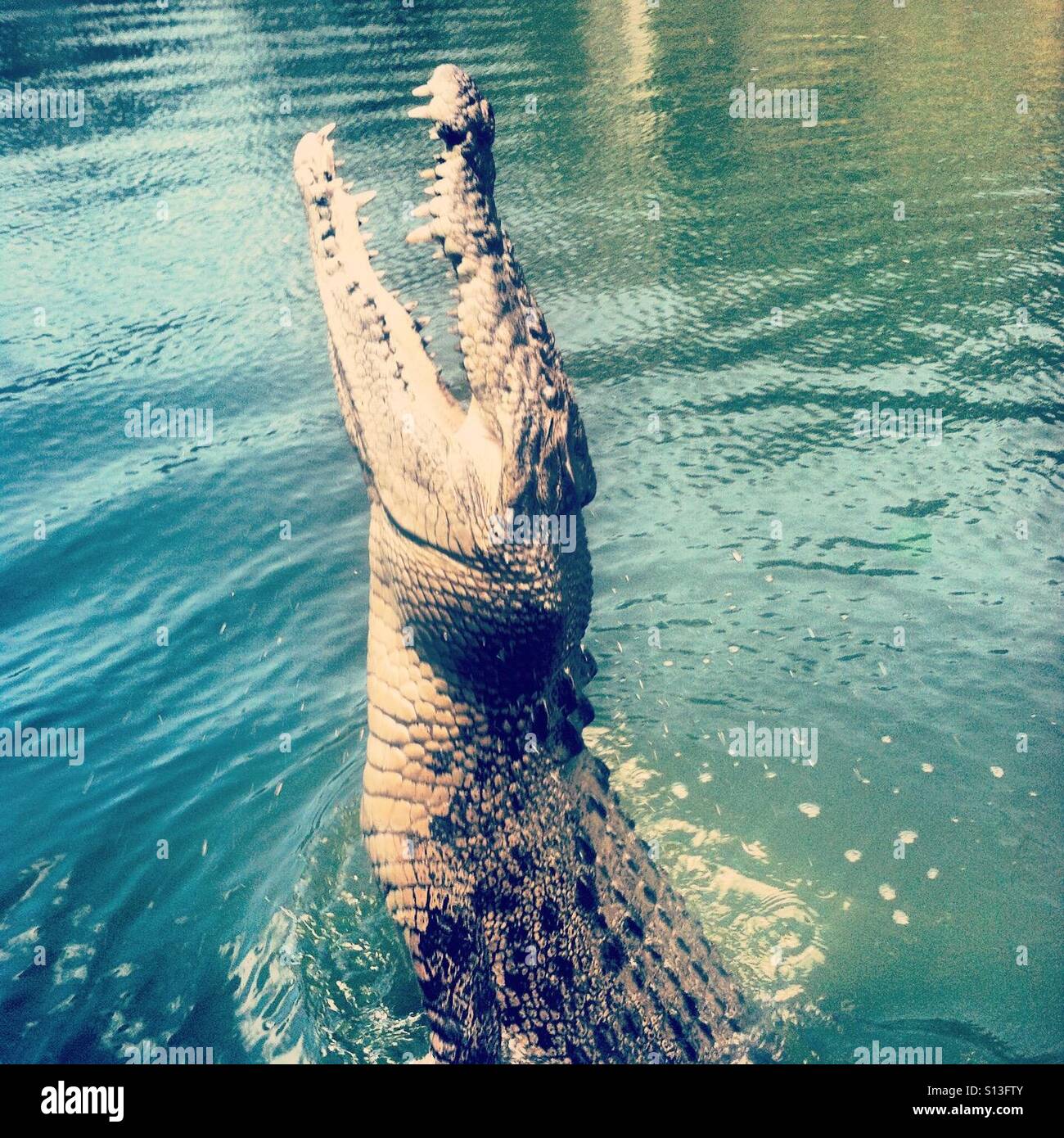 Hungry crocodile hi-res stock photography and images - Alamy