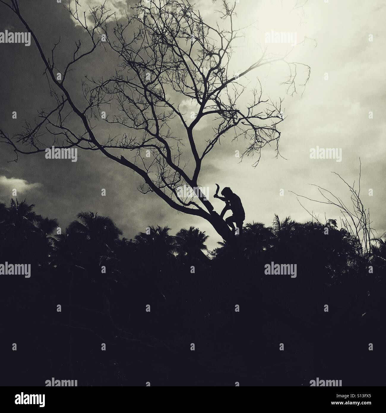 Man cutting tree hi-res stock photography and images - Alamy
