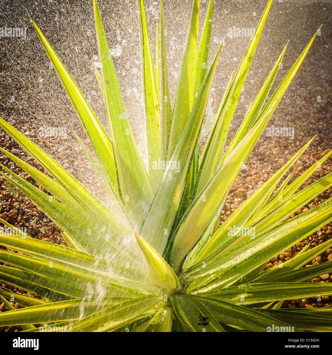 A yucca plant being watered with a hose in the sunshine Stock Photo - Alamy