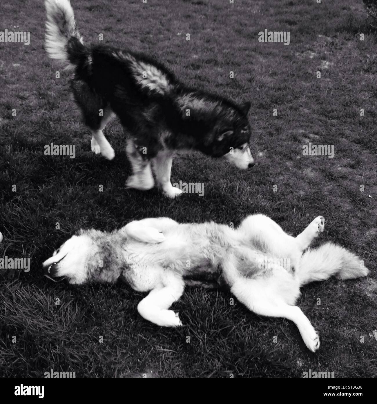 The Call Of The Wild Sol Leks