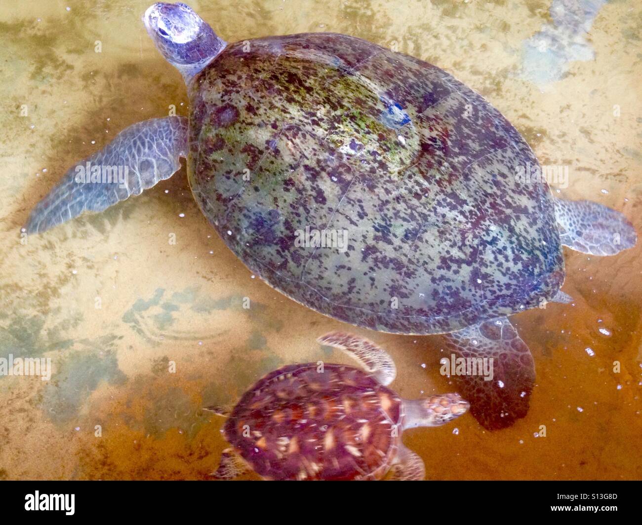 Family of sea turtles hi-res stock photography and images - Alamy
