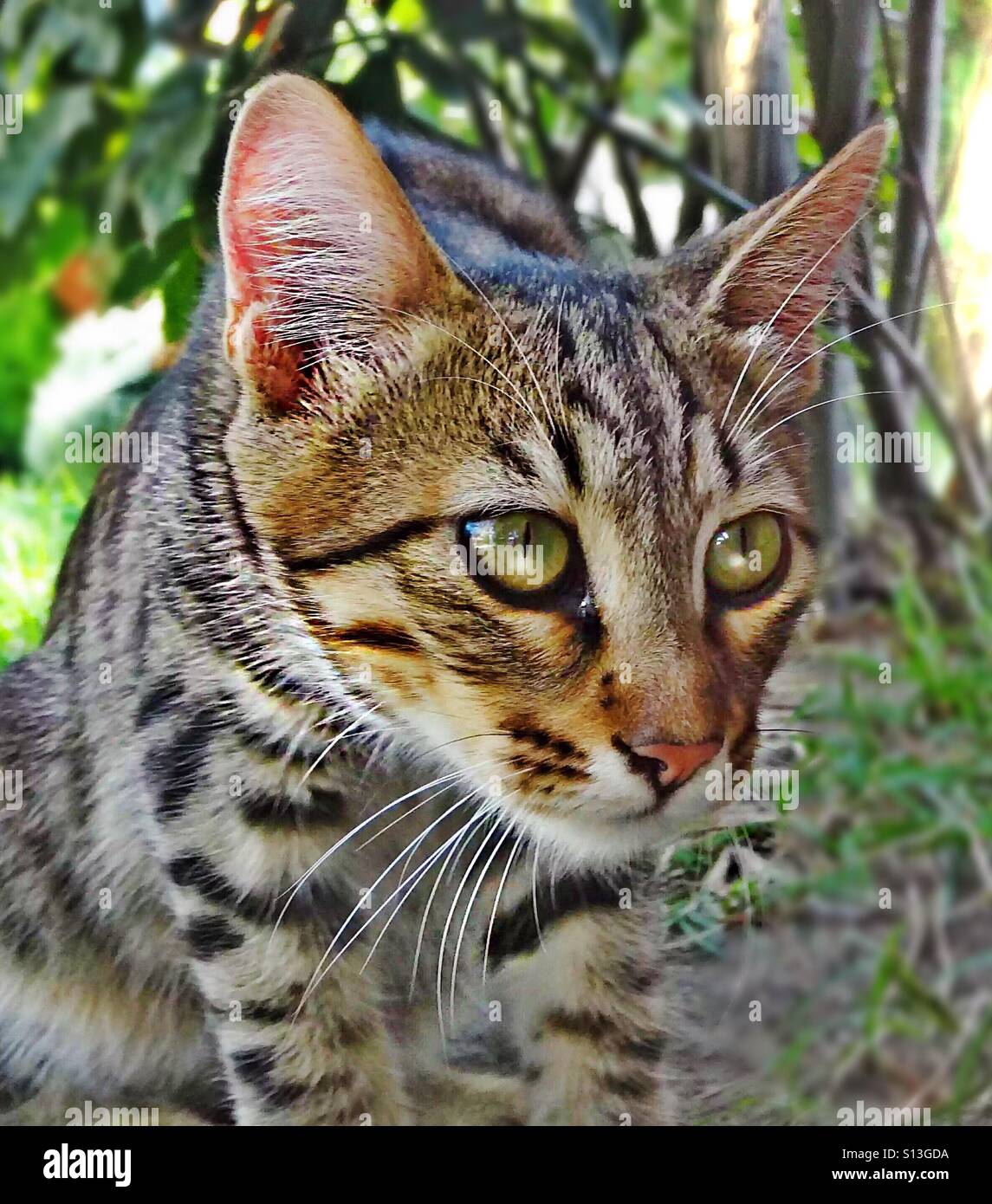 ...cat is watching... be aware..! Stock Photo - Alamy