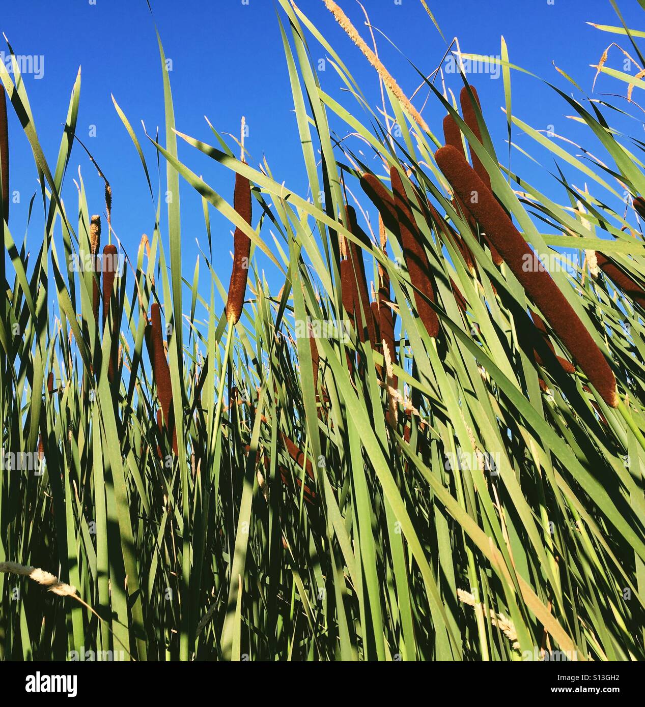 Cattails, Vancouver Island, Canada Stock Photo - Alamy