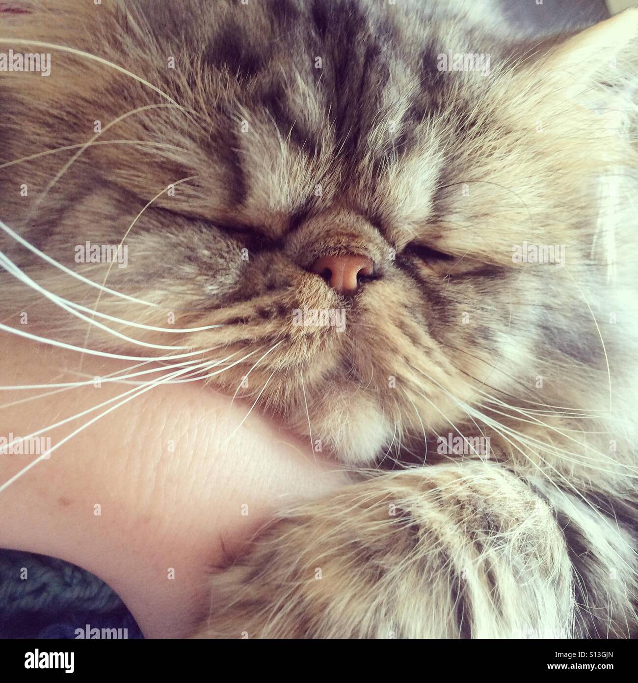 Moma cat hi-res stock photography and images - Alamy