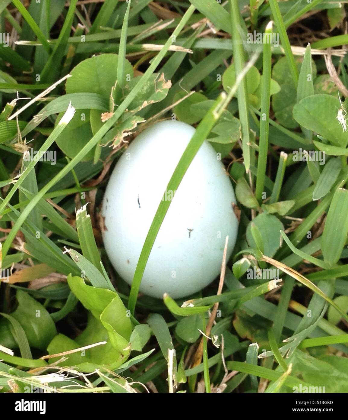 Images egg hi-res stock photography and images - Alamy