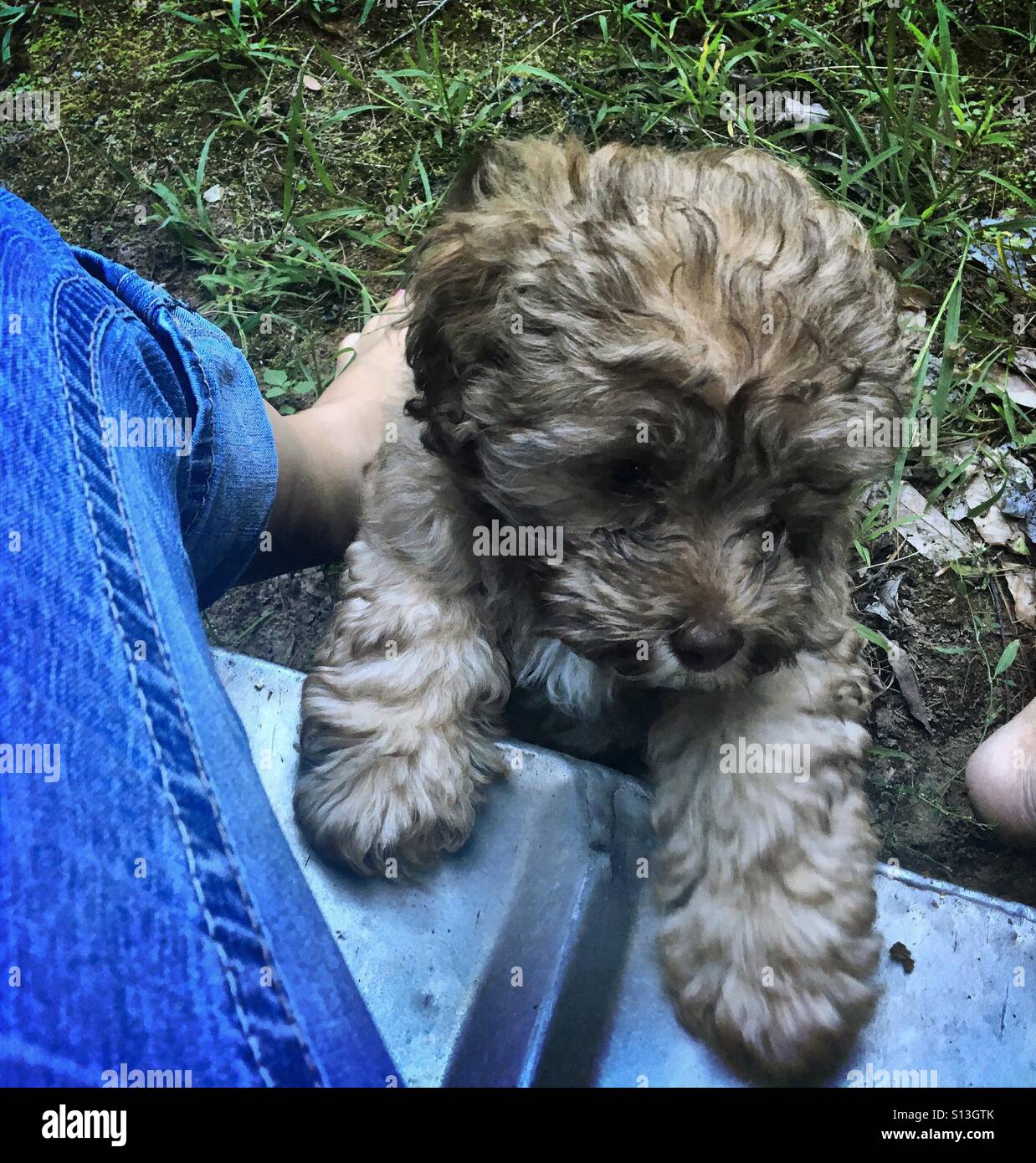 Teddy bear puppy hi-res stock photography and images - Alamy