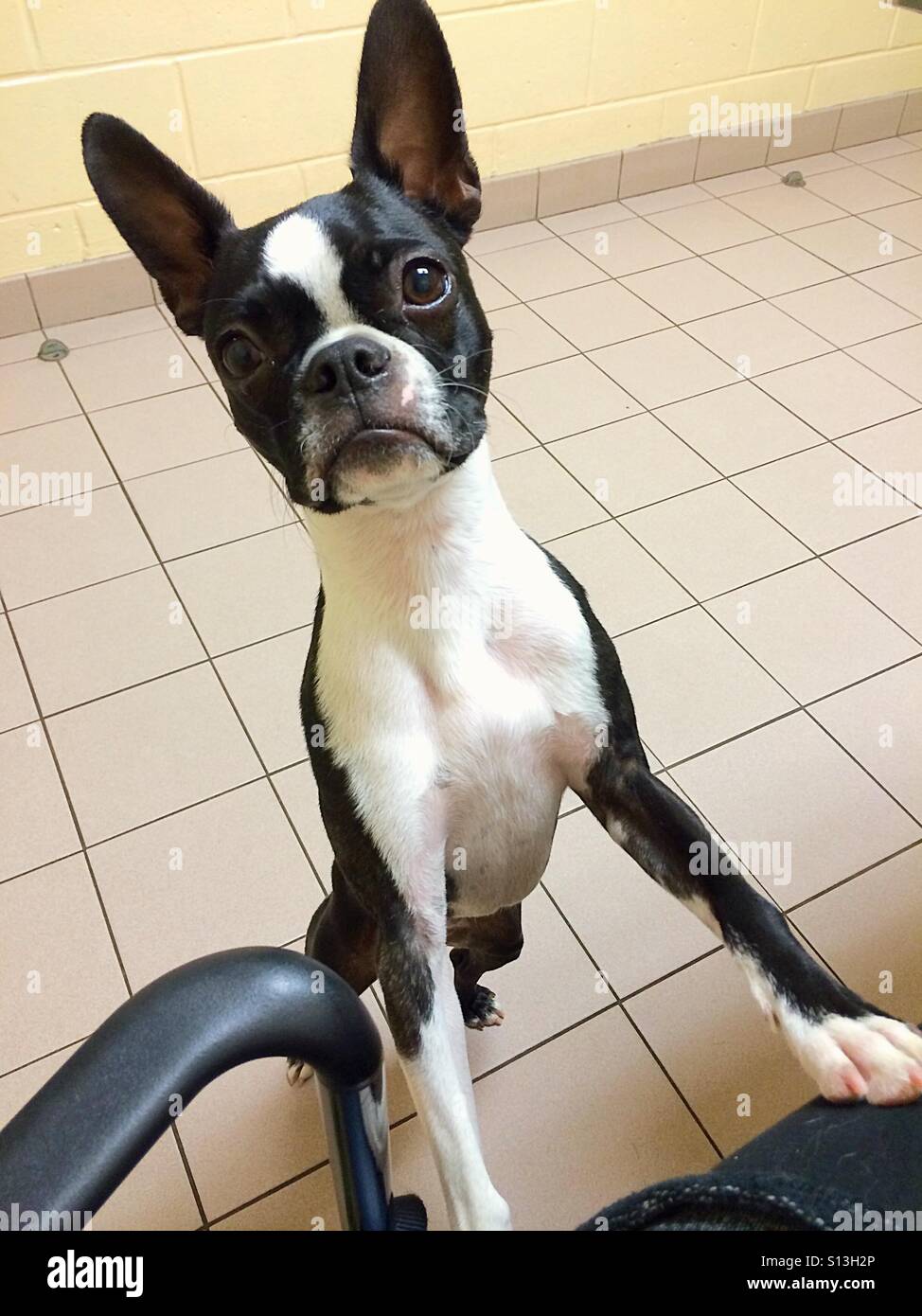 Runt hi-res stock photography and images - Alamy