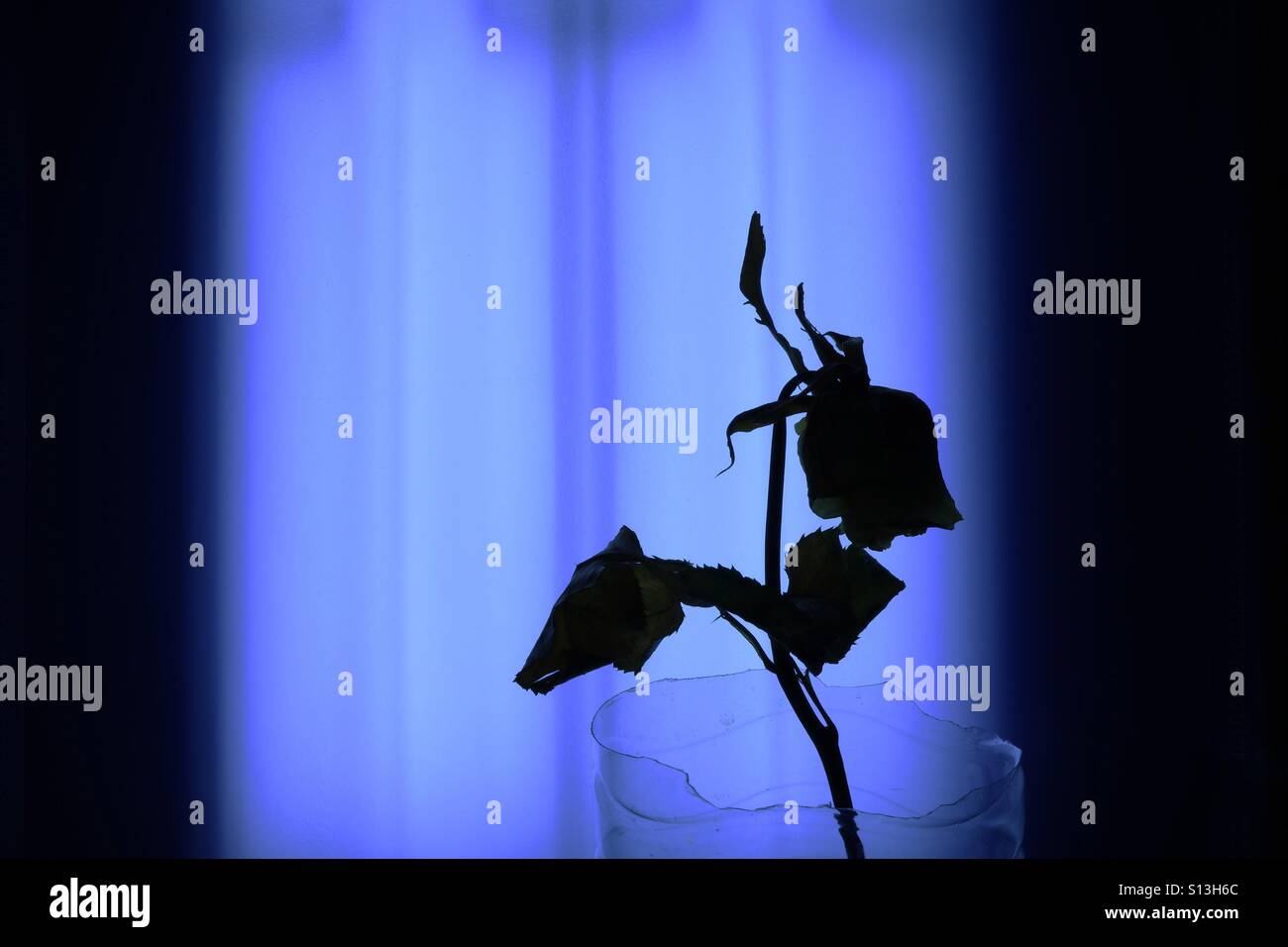 Wilted rose hi-res stock photography and images - Alamy