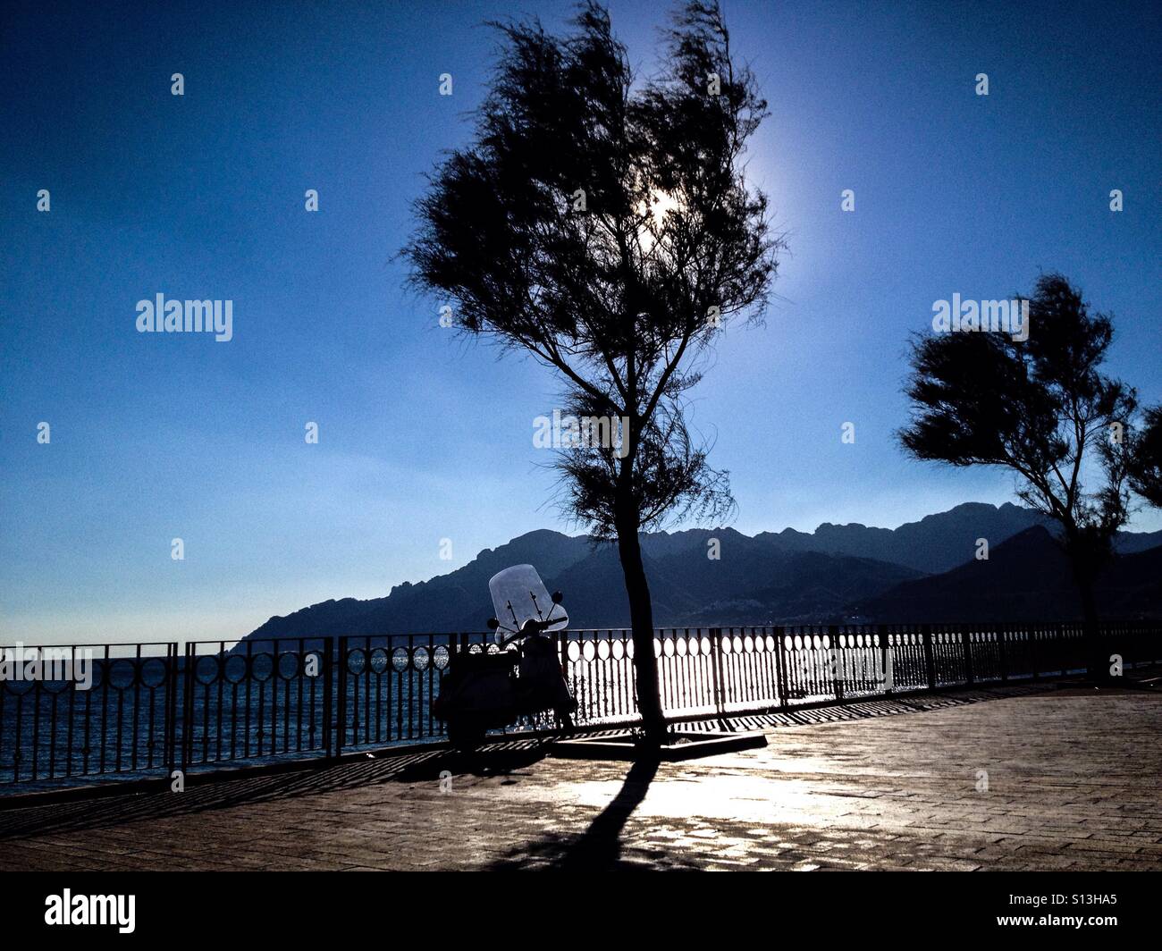Composition tree hi-res stock photography and images - Alamy