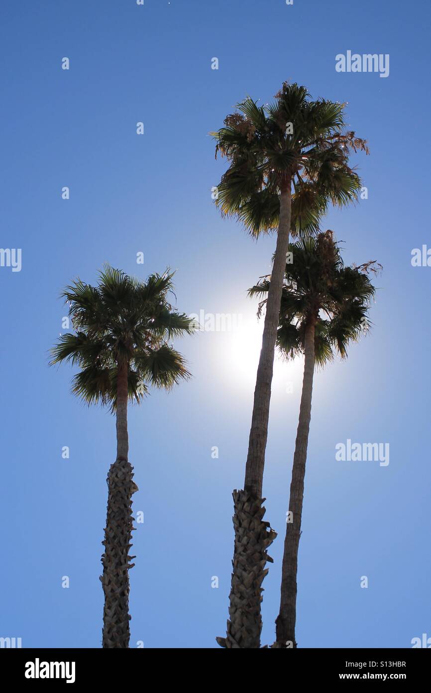 Californian Palm Tree High Resolution Stock Photography and Images - Alamy