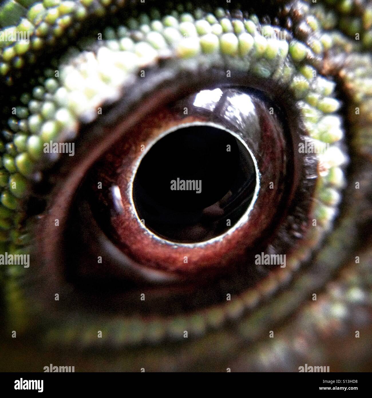 Lizards eye hi-res stock photography and images - Alamy