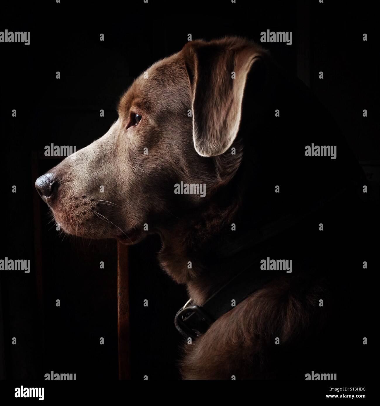 Labrador at window hi-res stock photography and images - Alamy