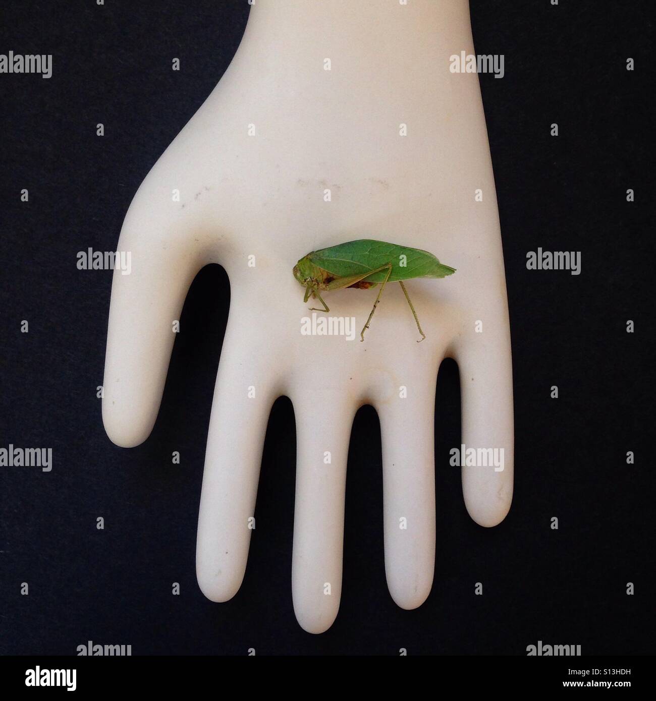 Green bug on white hand Stock Photo - Alamy