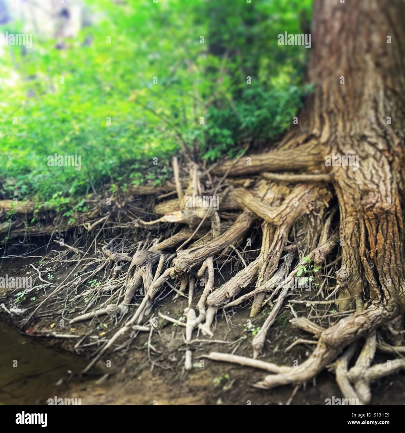 Strong roots hi-res stock photography and images - Alamy