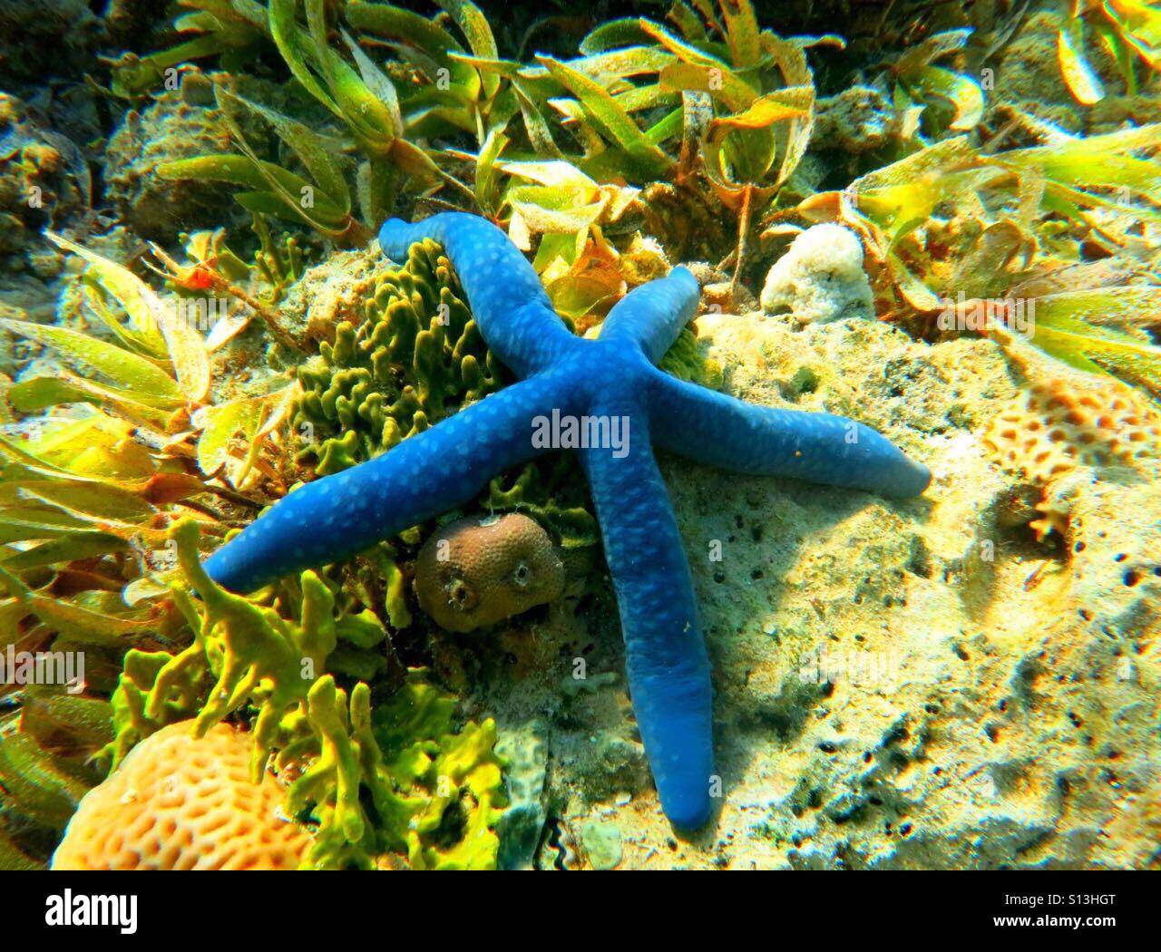 Seafruit hi-res stock photography and images - Alamy
