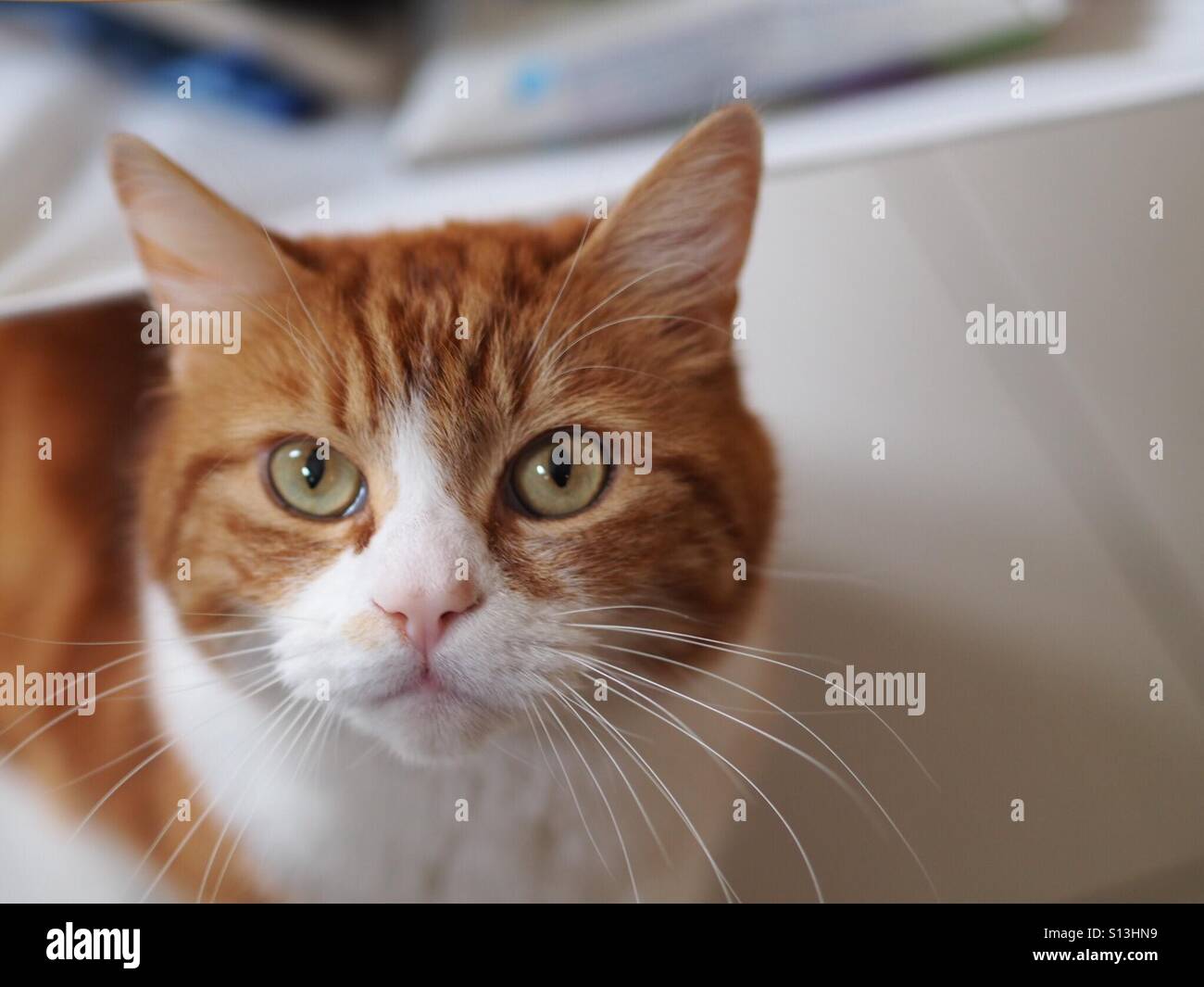 Dexter the cat Stock Photo - Alamy