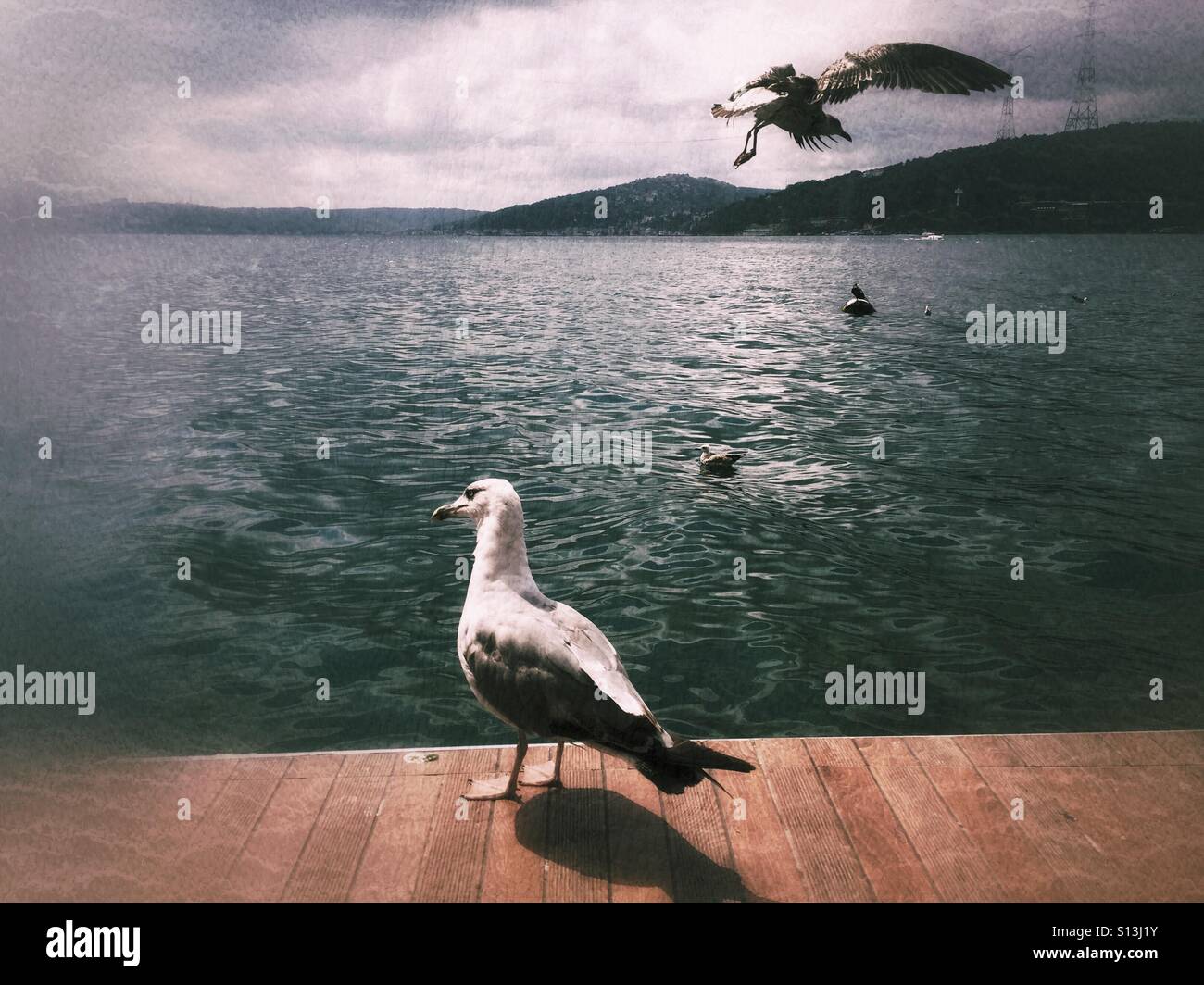 Bosphorus birds hi-res stock photography and images - Alamy