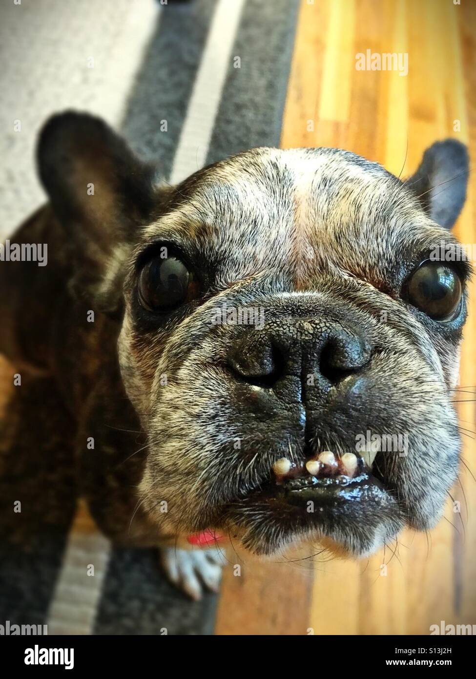 French Bulldog Smile