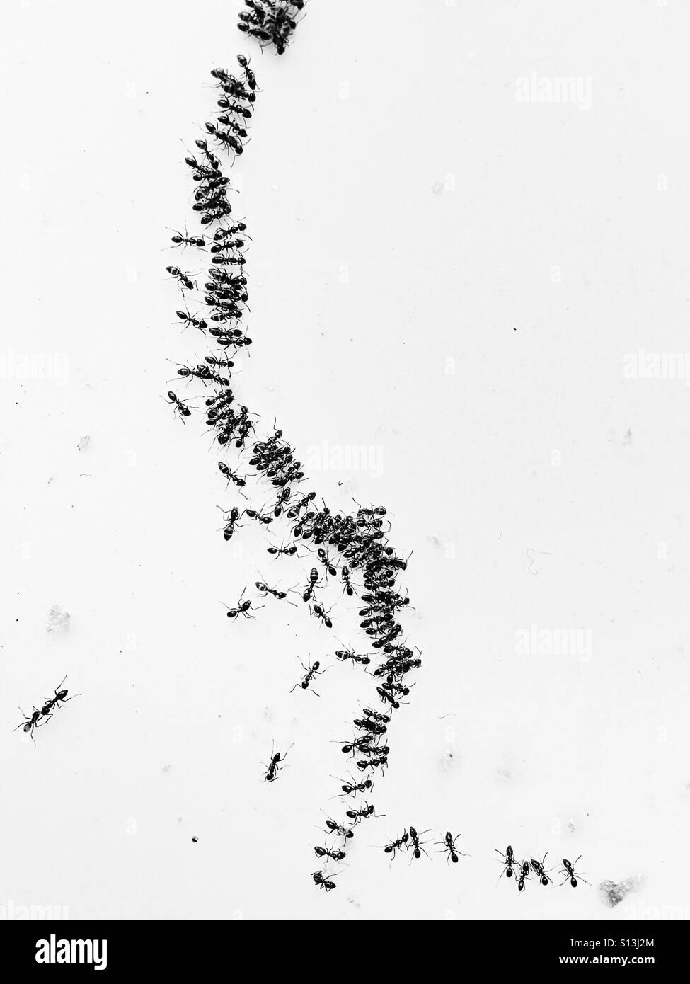 Ant in line hi-res stock photography and images - Alamy