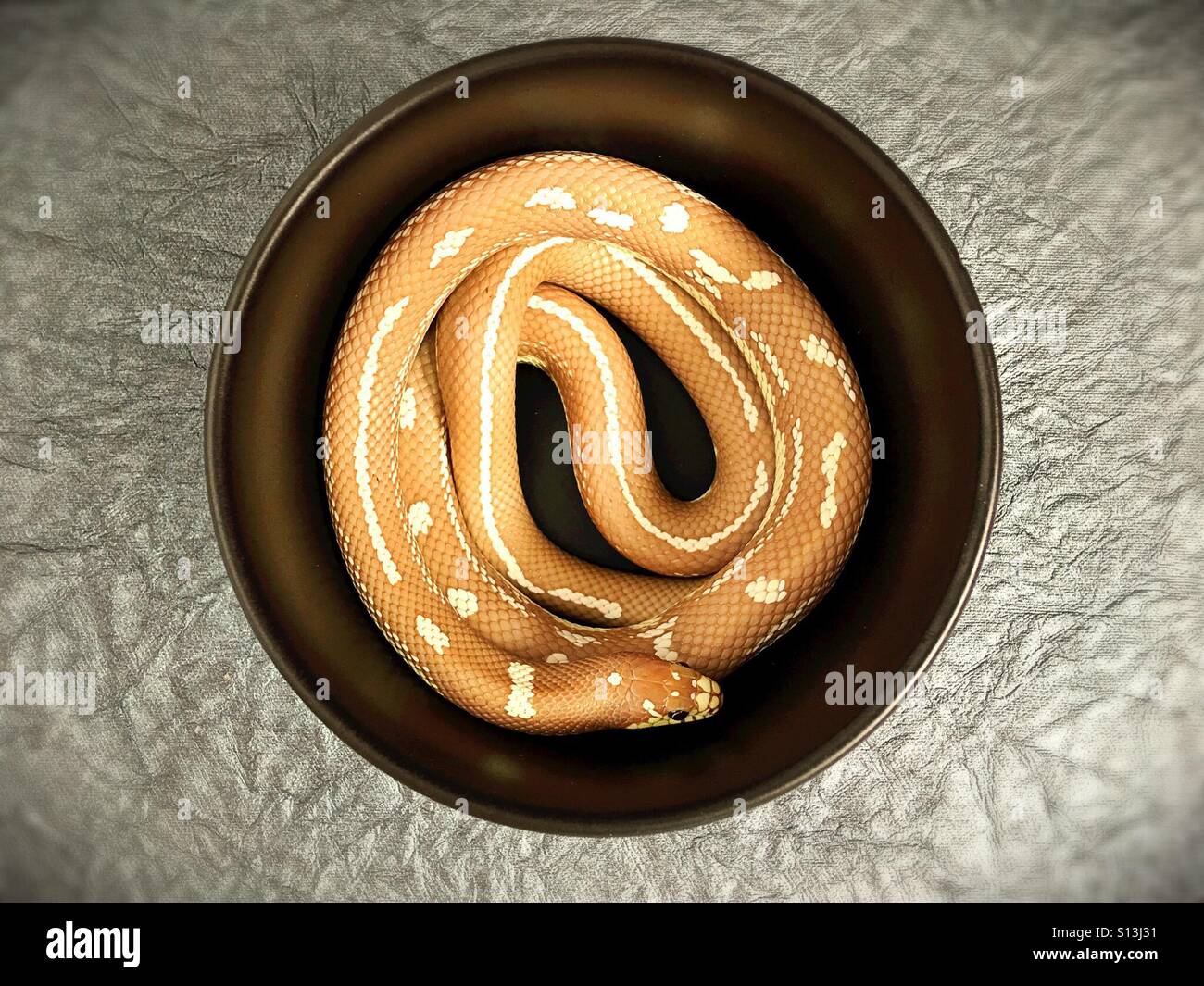 Snake curled up hi-res stock photography and images - Alamy