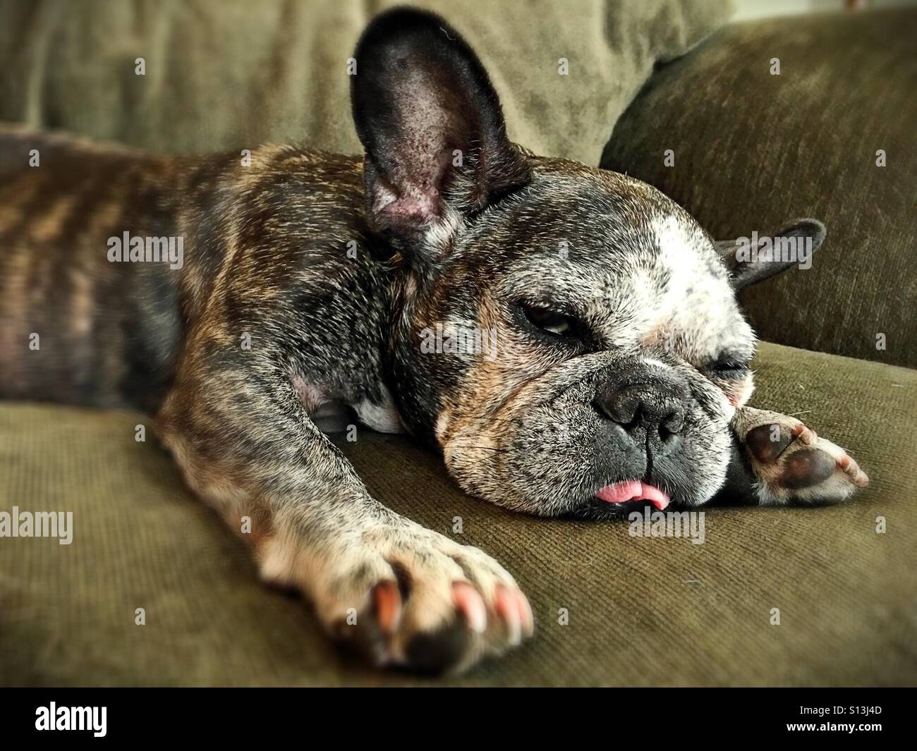 Tired French Bulldog