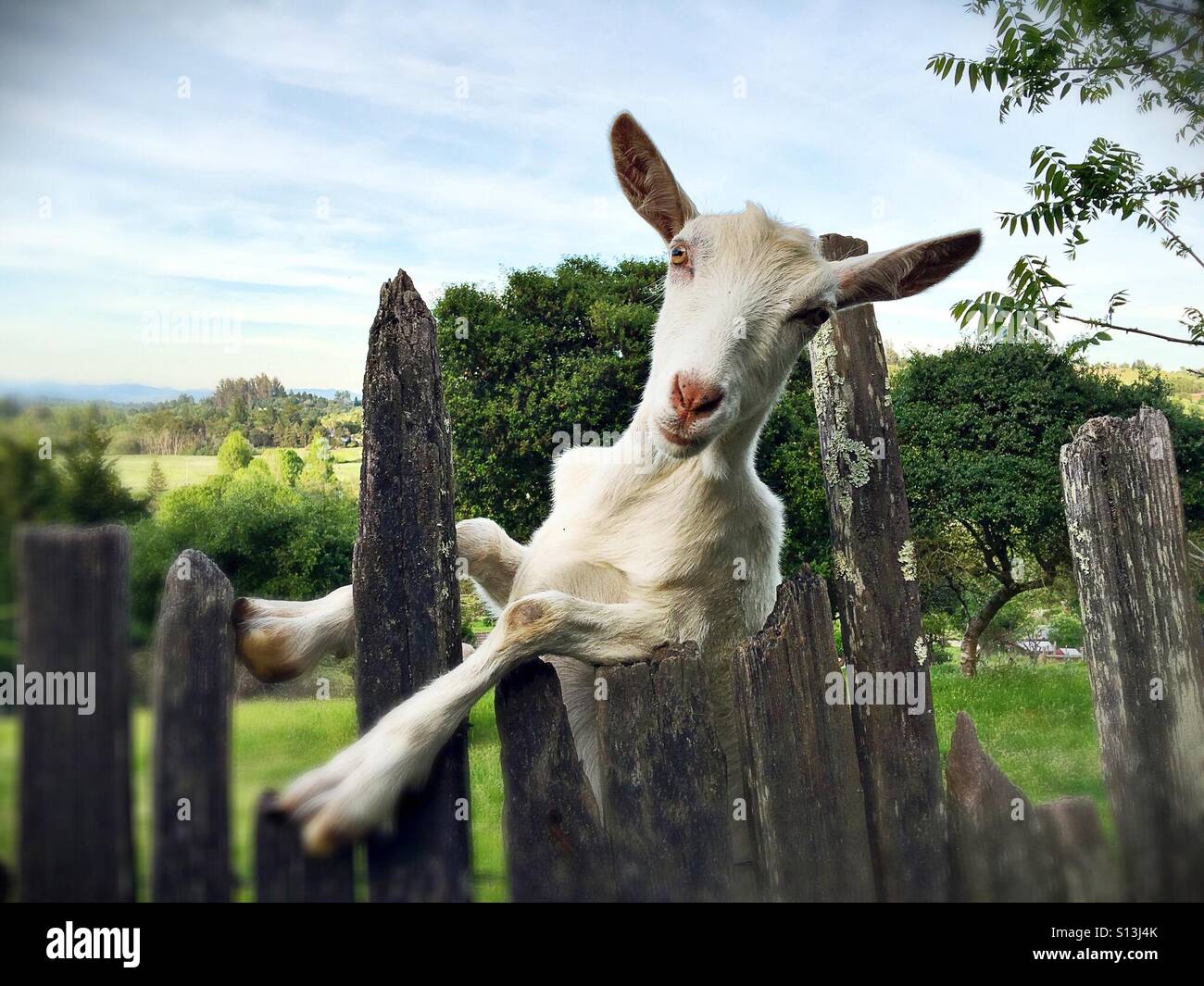 Leaning at fence hi-res stock photography and images - Alamy