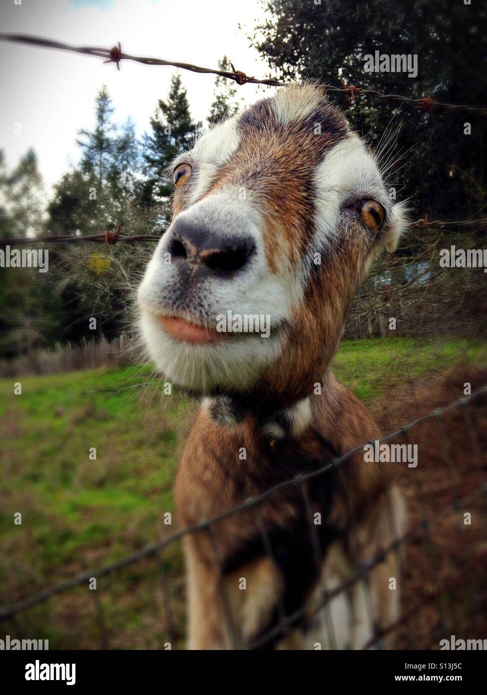 Cute goat hi-res stock photography and images - Alamy