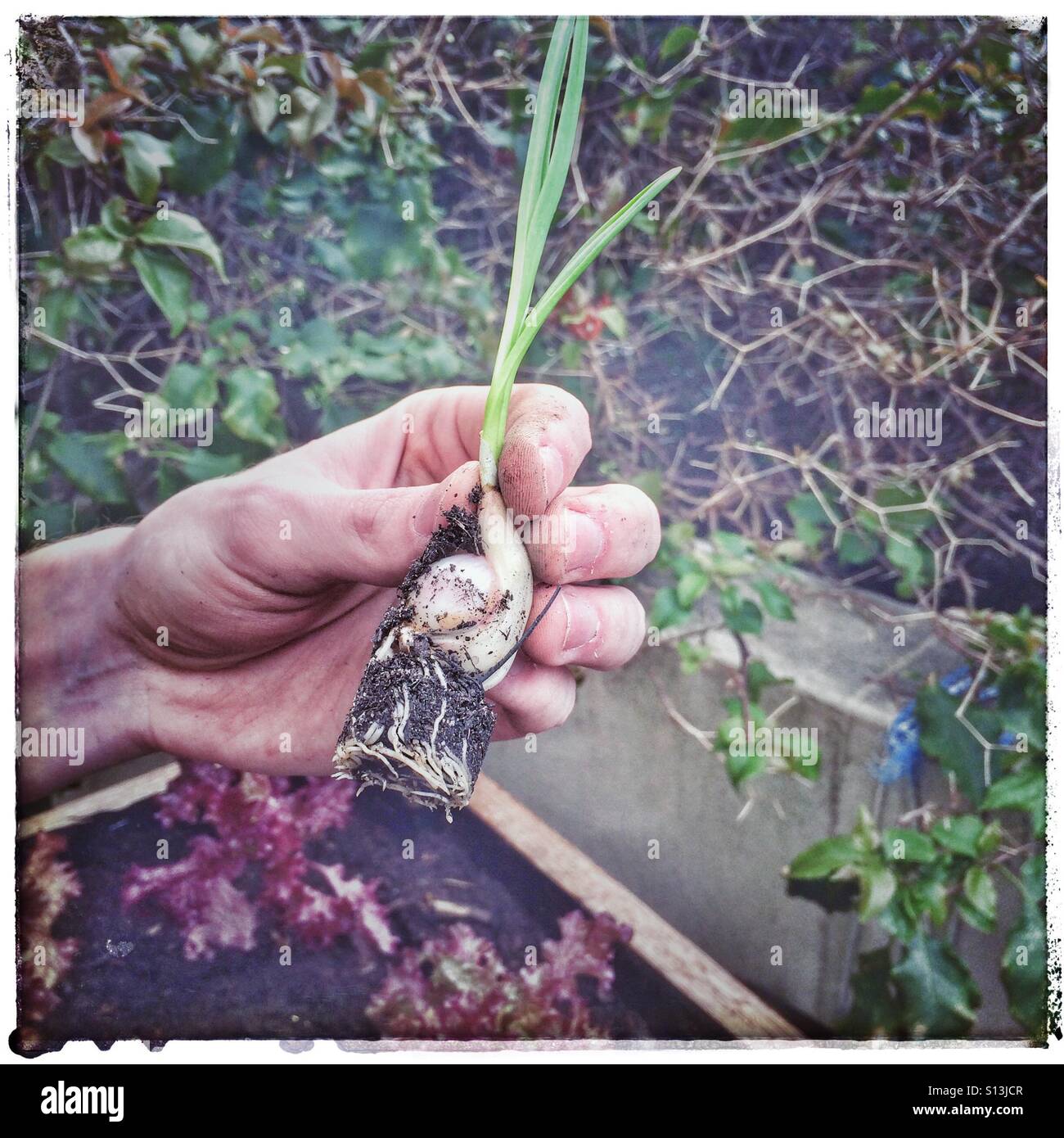 Garlic Roots High Resolution Stock Photography and Images - Alamy