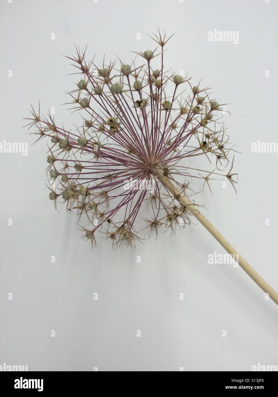 Allium Seed Head Stock Photos & Allium Seed Head Stock Images - Alamy
