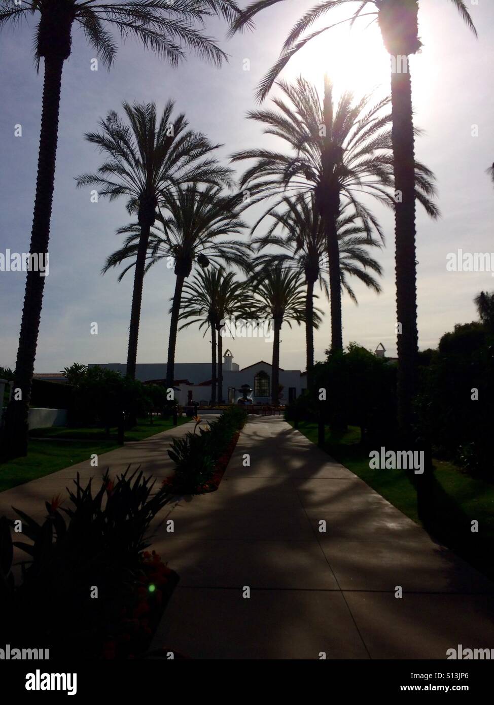 Palm tree shadows Stock Photo - Alamy