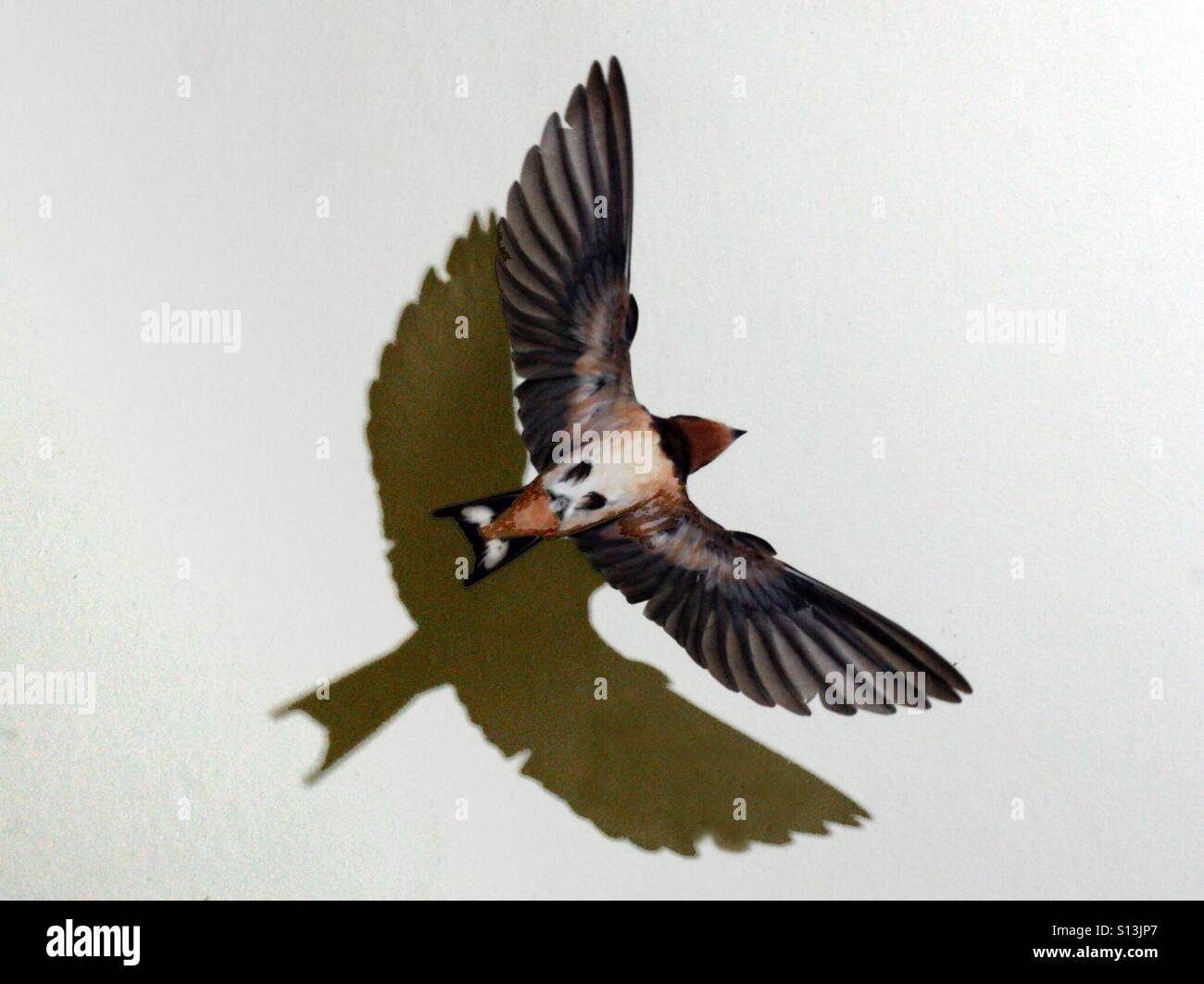 Housemartin flight hi-res stock photography and images - Alamy