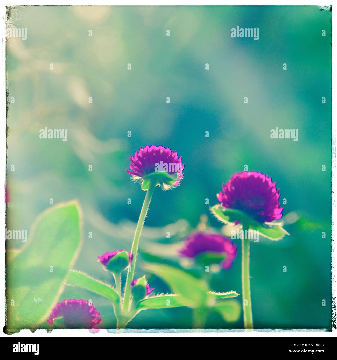 Sunlight filter hi-res stock photography and images - Alamy