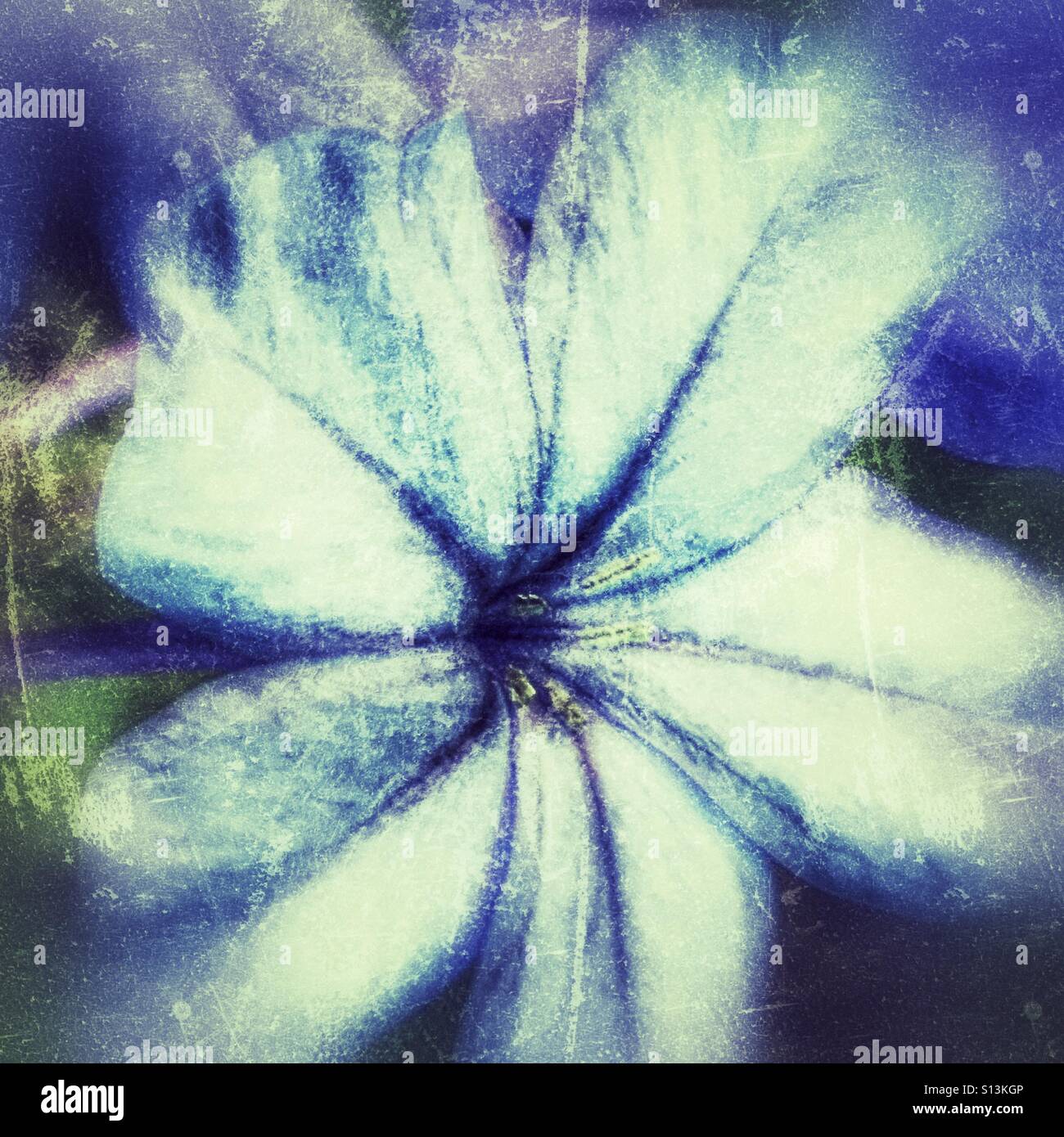 Plumbago, also known as Leadwort Stock Photo - Alamy