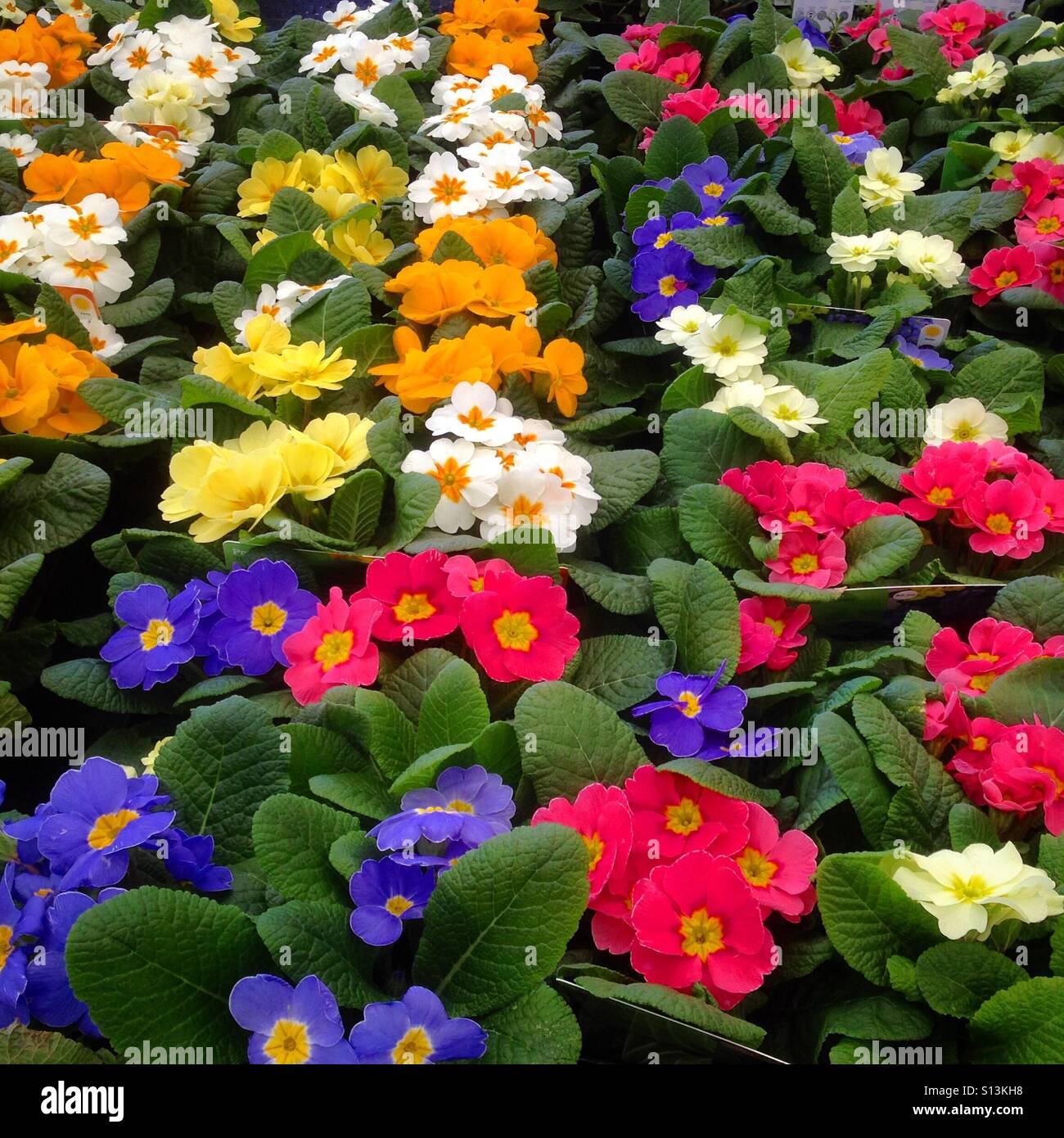 Colourful primrose spring flower display on sale in a garden centre ...