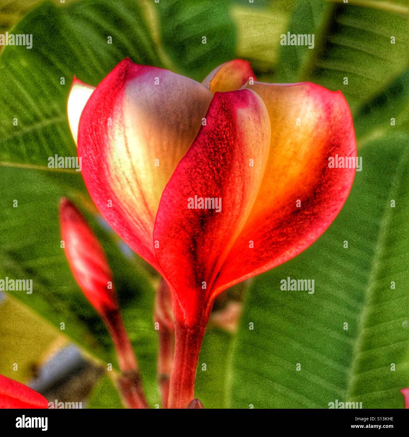 Frangipani, flower not fully opened and a bud Stock Photo - Alamy