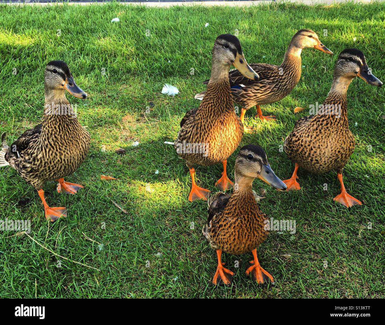 Quack Grass High Resolution Stock Photography and Images - Alamy