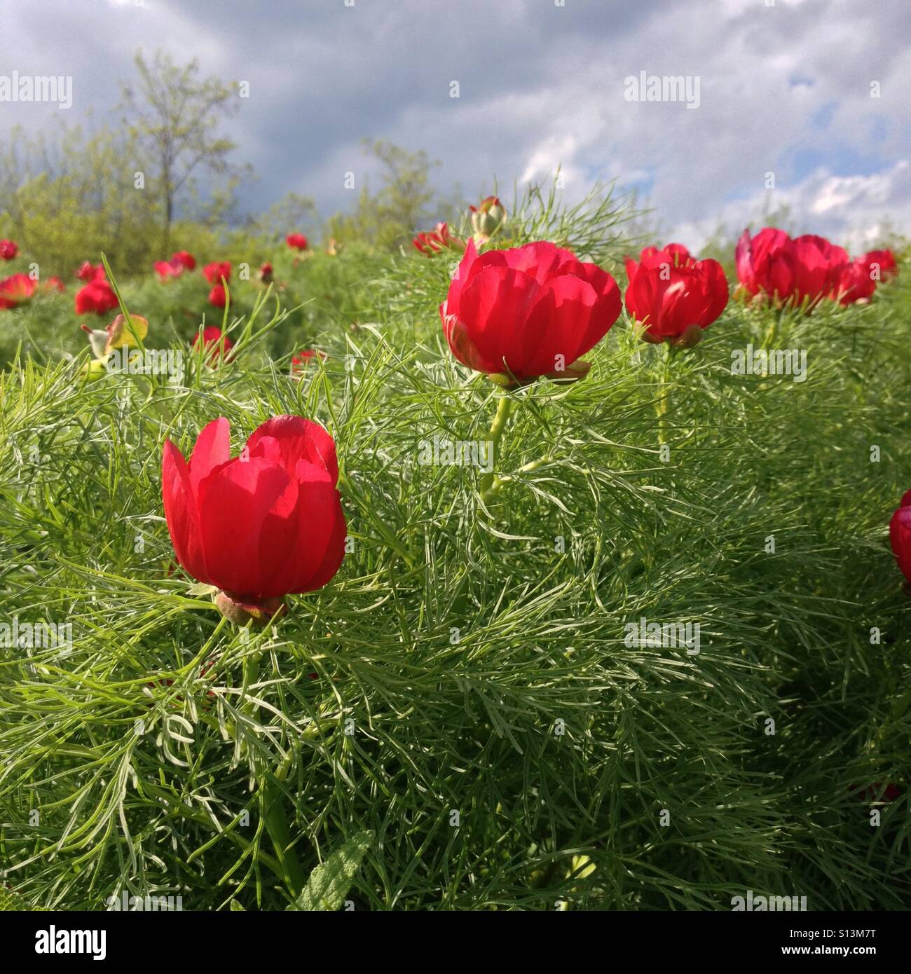 Steppe flowers hi-res stock photography and images - Alamy