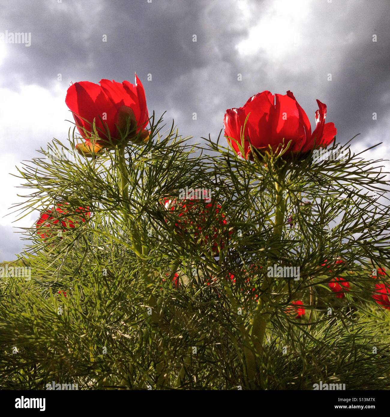 Steppe flower hi-res stock photography and images - Alamy