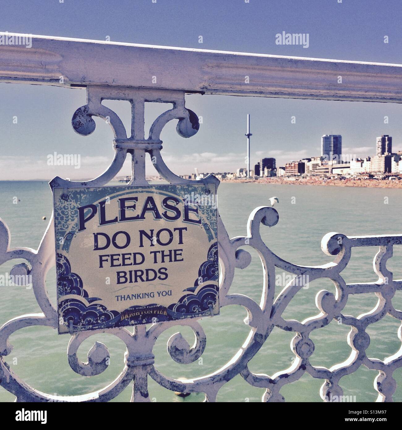 Birds Of Brighton High Resolution Stock Photography and Images - Alamy